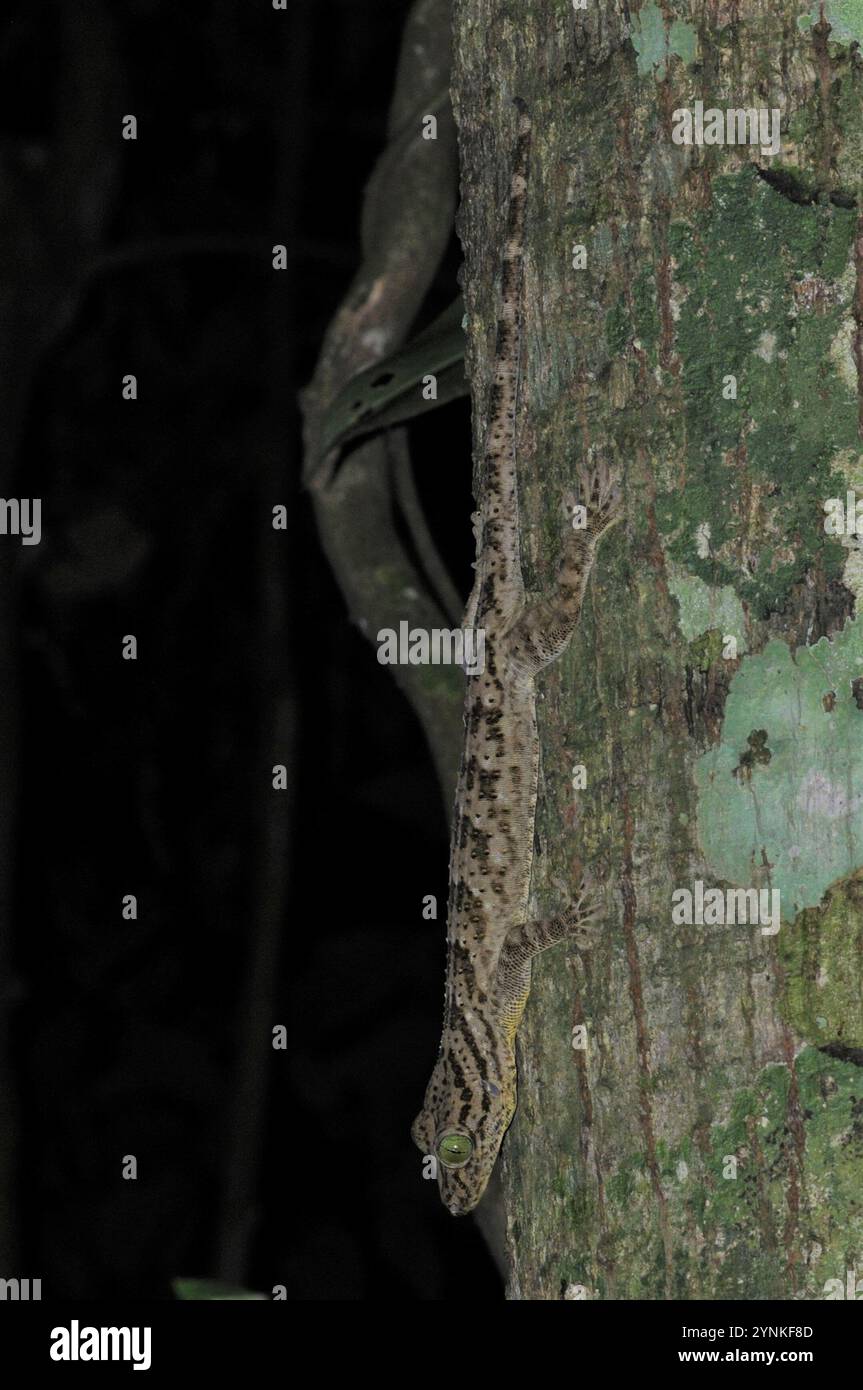 Large Forest Gecko (Gekko smithii Stock Photo - Alamy