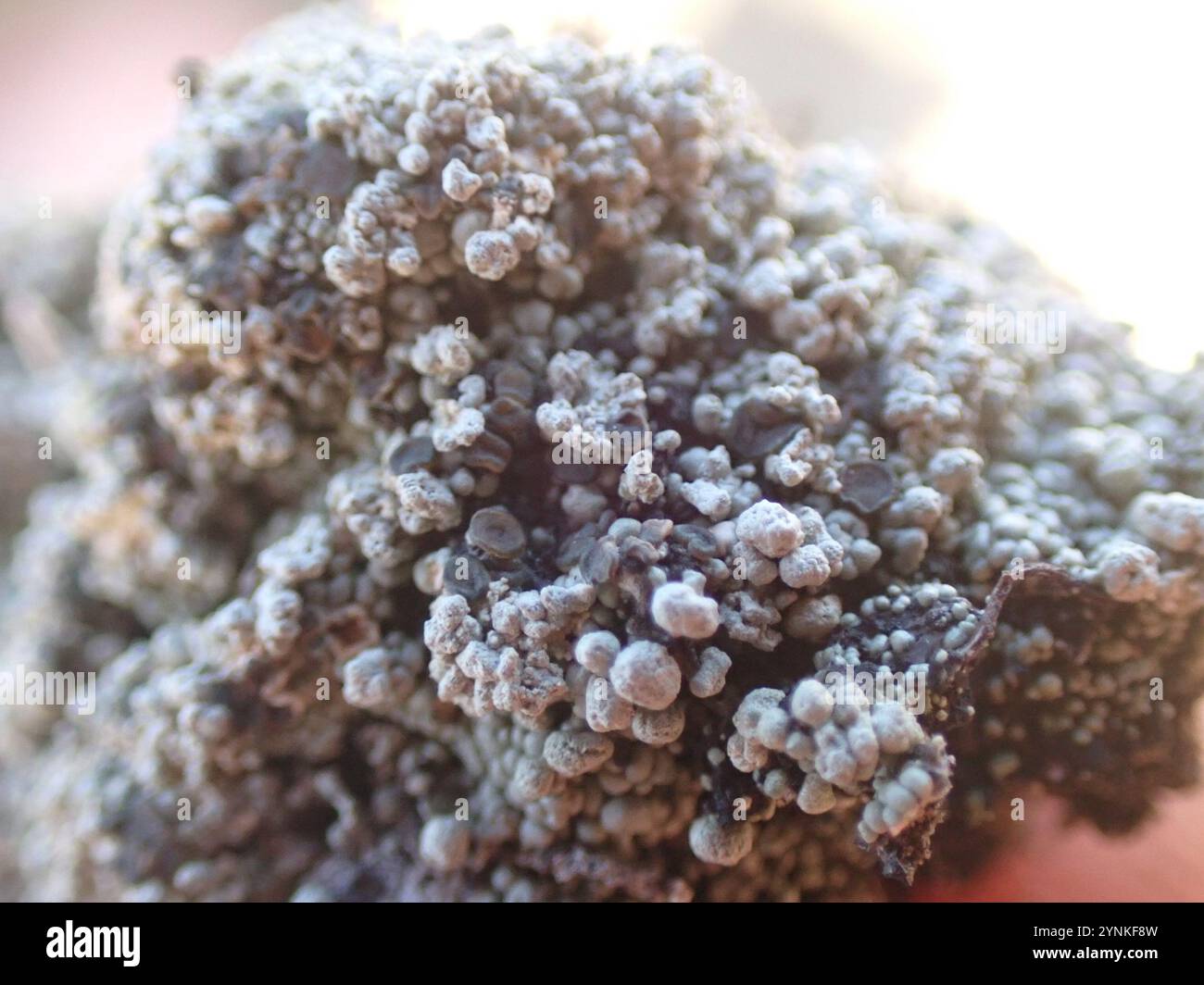Granular Mottled-disk Lichen (Trapeliopsis granulosa Stock Photo - Alamy