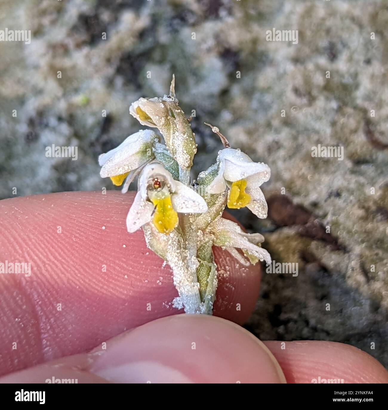 centipede grass orchid (Zeuxine strateumatica Stock Photo - Alamy