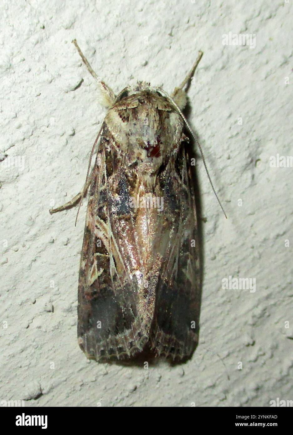 Mediterranean Brocade (Spodoptera littoralis Stock Photo - Alamy