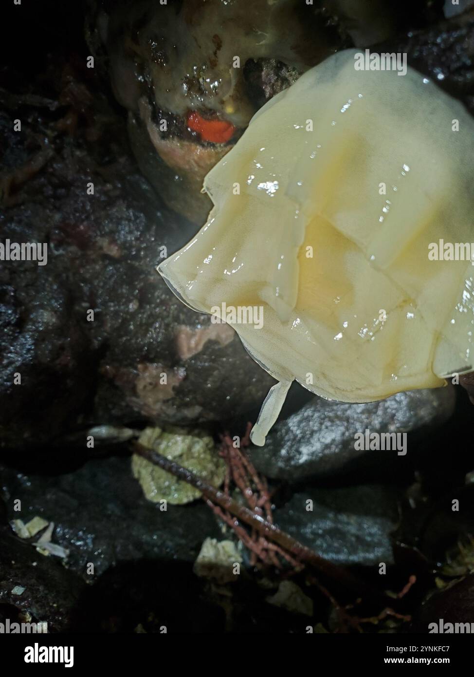 Monterey Dorid (Doris montereyensis Stock Photo - Alamy