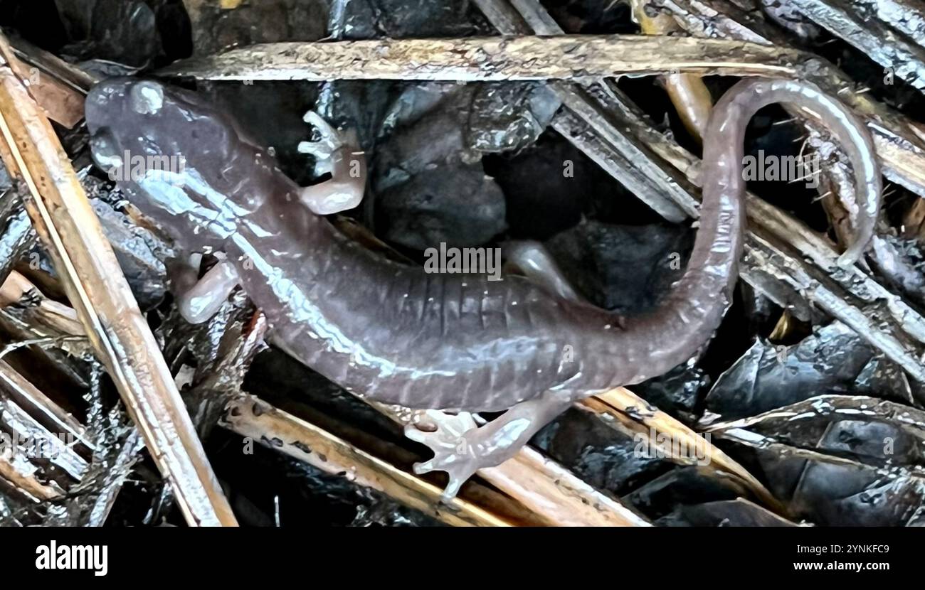 Arboreal Salamander (Aneides lugubris Stock Photo - Alamy