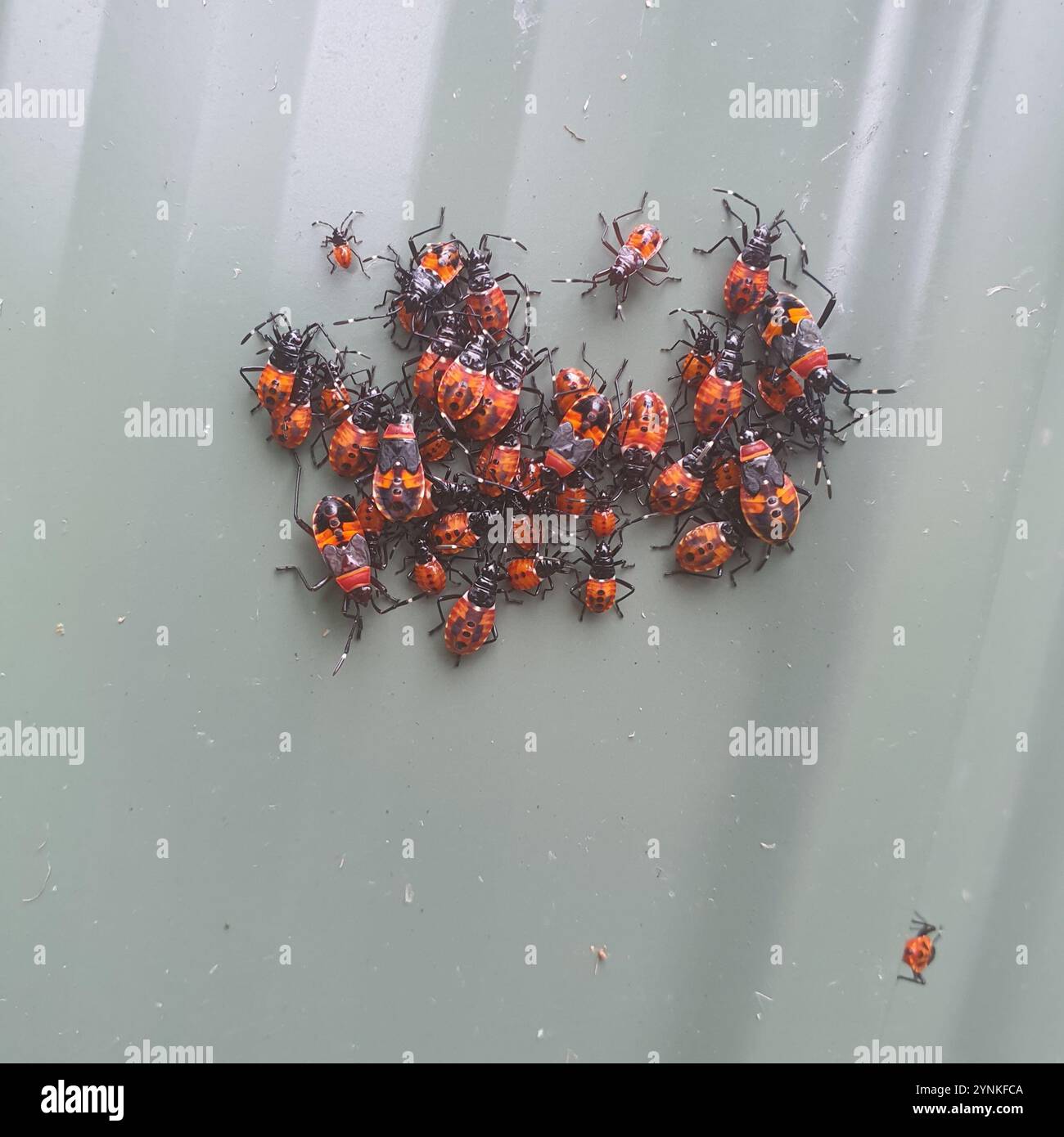 Harlequin Red Bug (Dindymus versicolor Stock Photo - Alamy