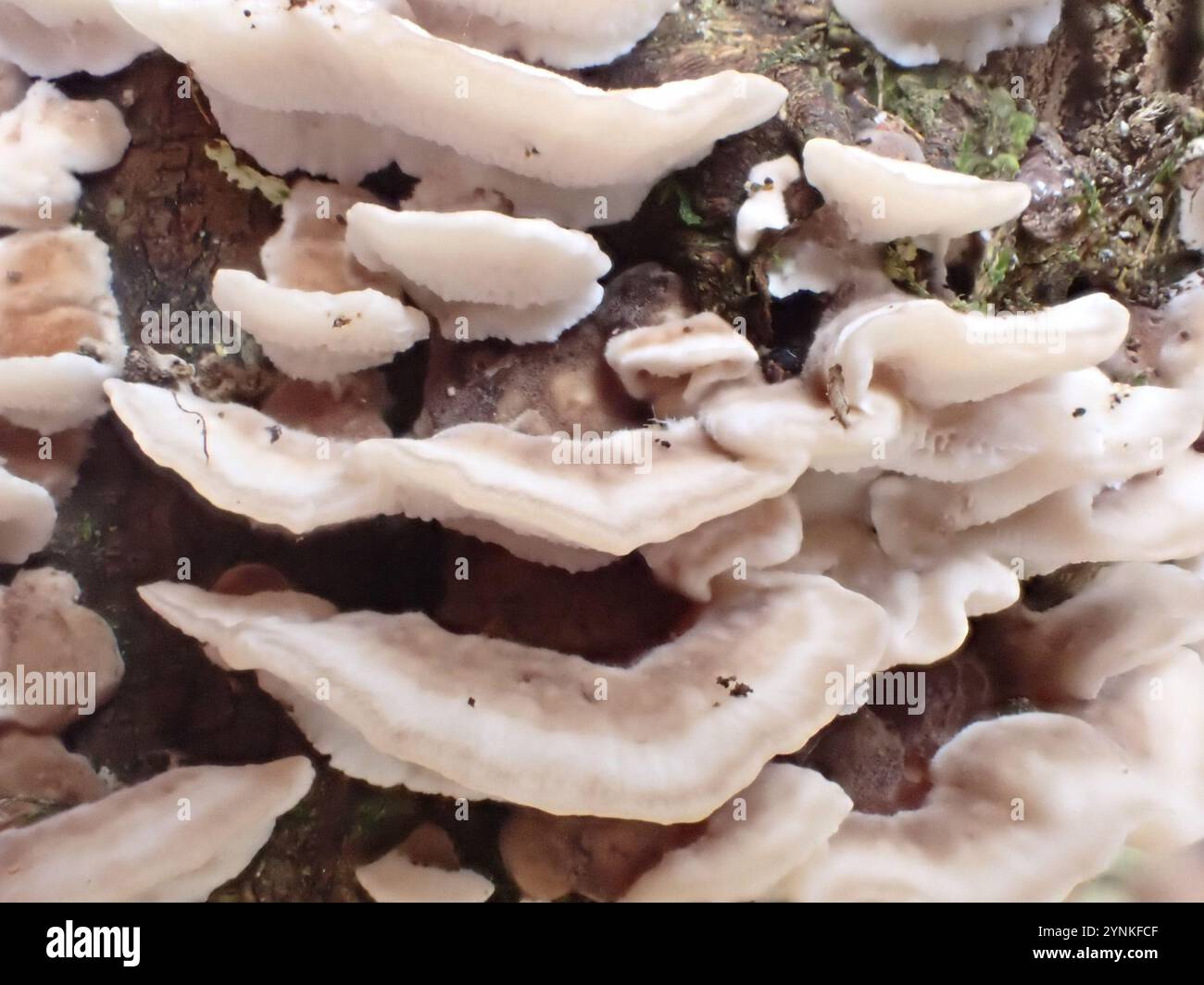 shelf fungi (Polyporales Stock Photo - Alamy