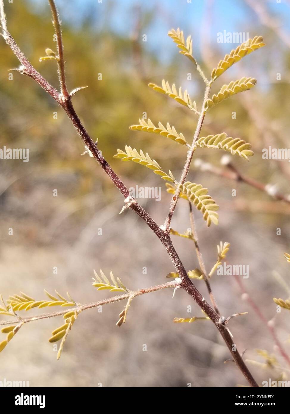 whitethorn acacia (Vachellia constricta Stock Photo - Alamy