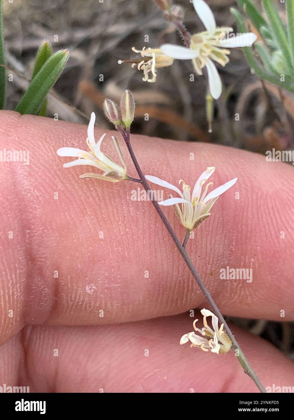 California mustard (Caulanthus lasiophyllus Stock Photo - Alamy