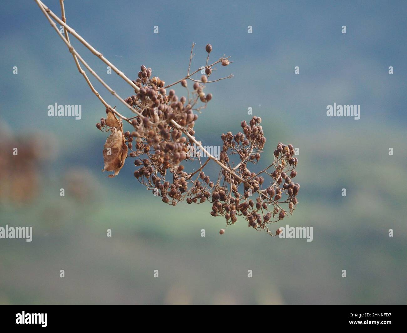 Subcostate Crape Myrtle (Lagerstroemia subcostata Stock Photo - Alamy