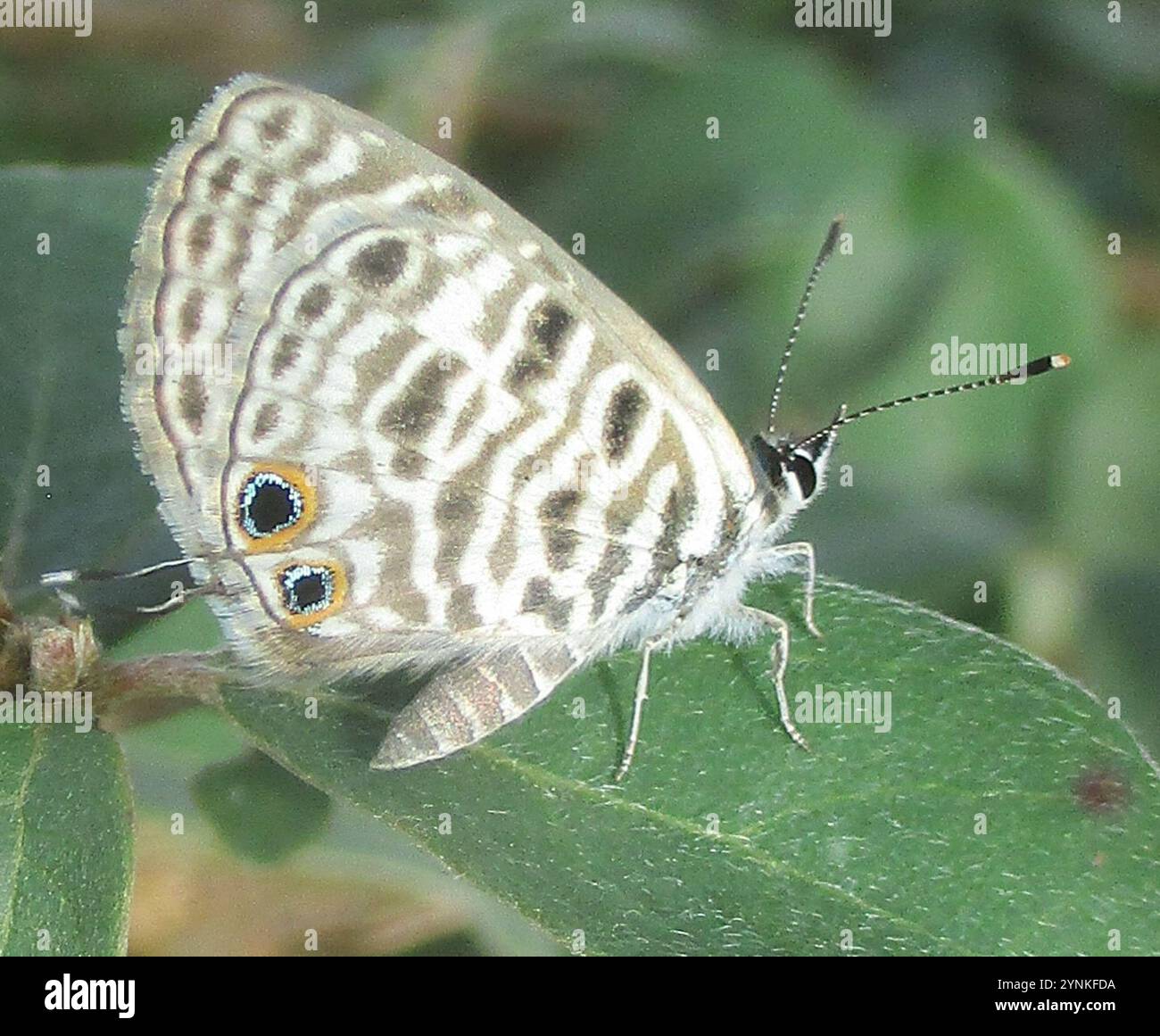 Common Blue Complex (Leptotes pirithous Stock Photo - Alamy