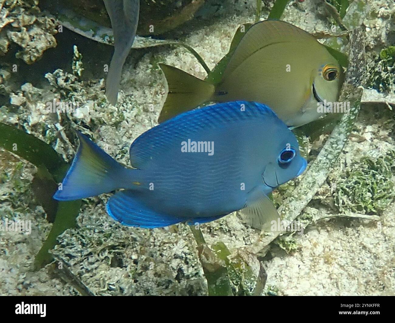 Atlantic Blue Tang (Acanthurus coeruleus Stock Photo - Alamy