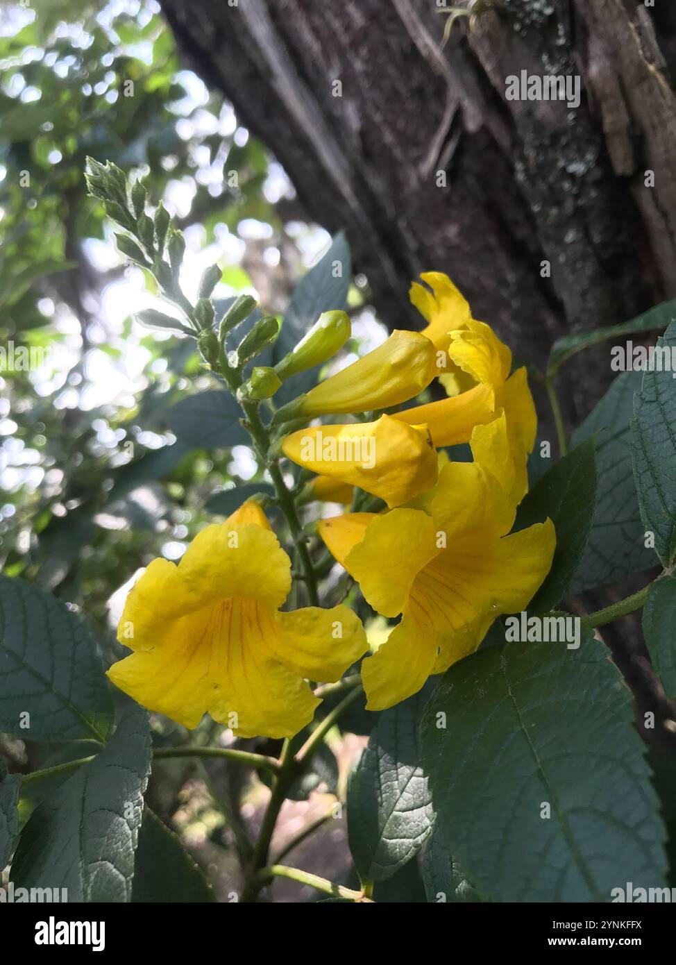 yellow trumpet flower (Tecoma stans Stock Photo - Alamy