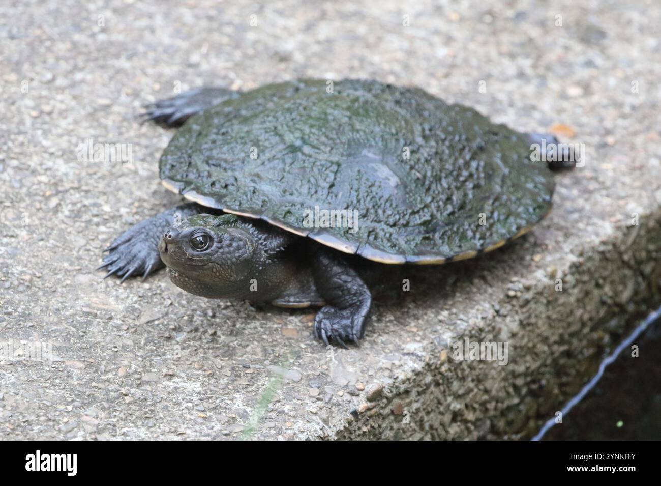 Saw shelled turtle hi-res stock photography and images - Alamy