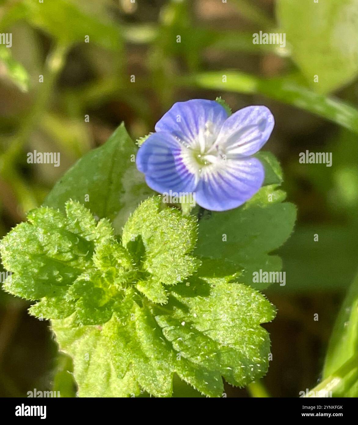 bird's-eye speedwell (Veronica persica Stock Photo - Alamy