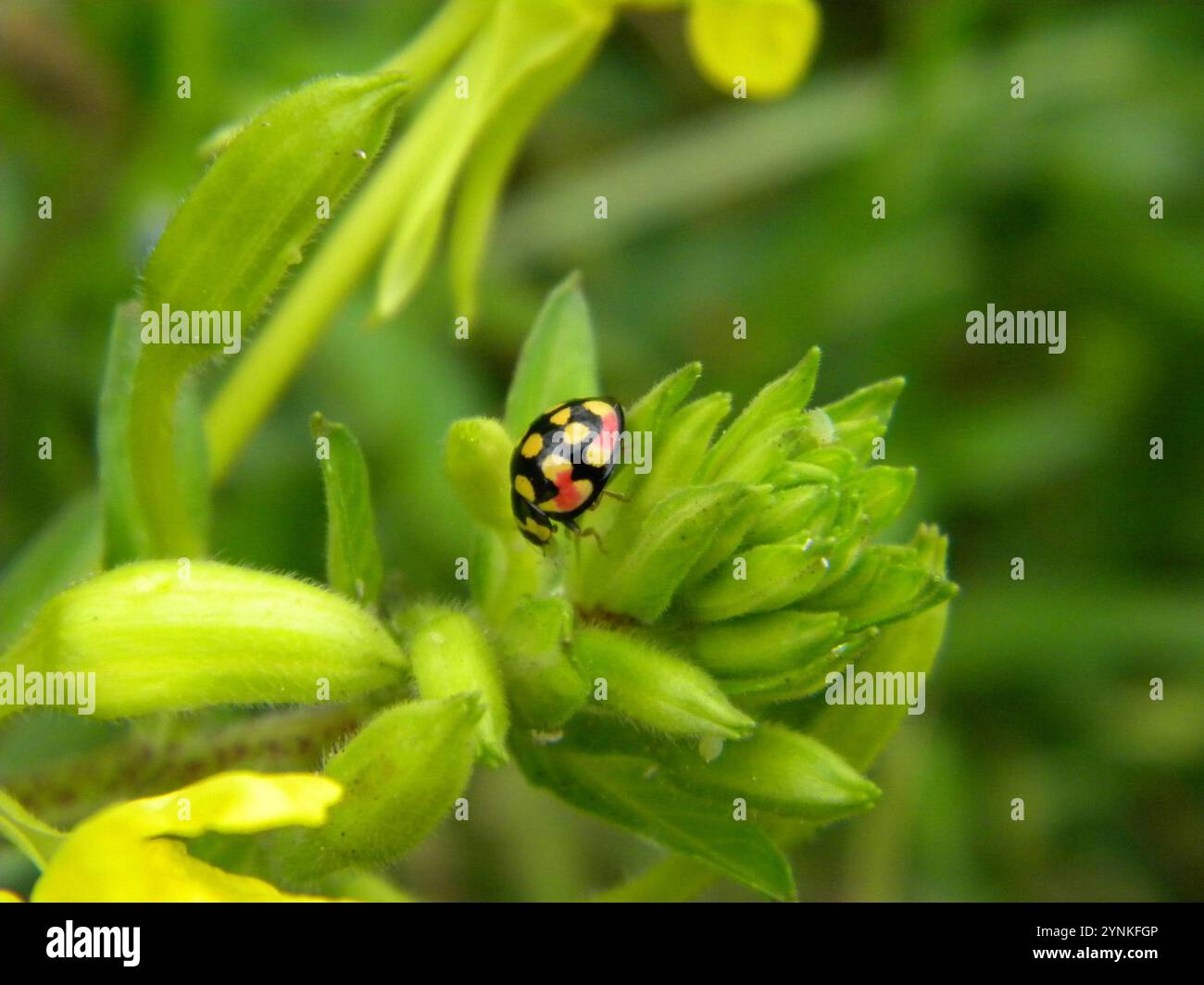 Sulfurous Lady Beetle (Cheilomenes sulphurea Stock Photo - Alamy