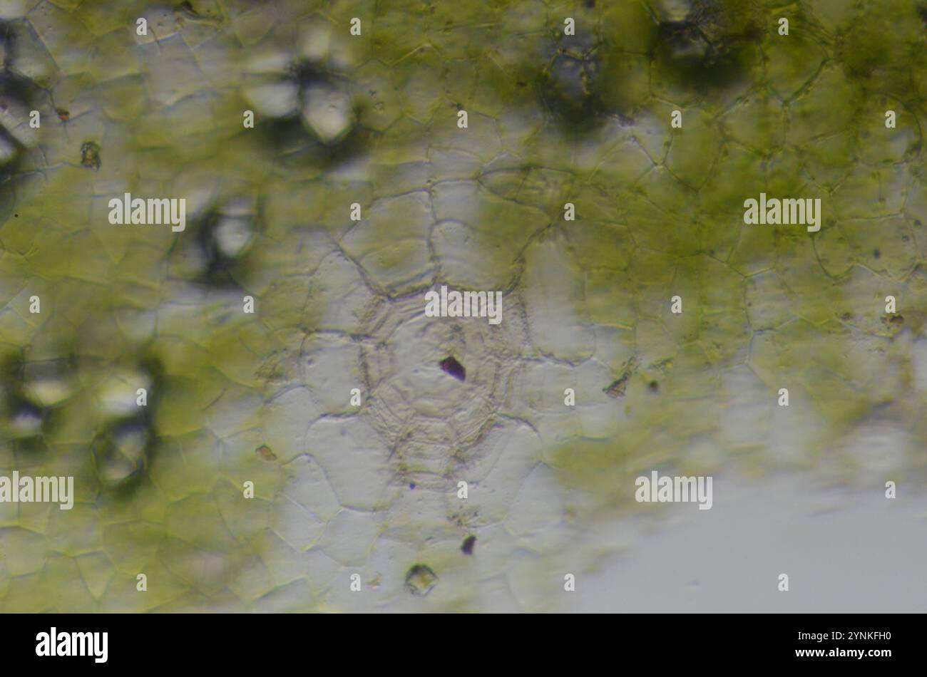 Hemisphaeric Liverwort (Reboulia hemisphaerica Stock Photo - Alamy