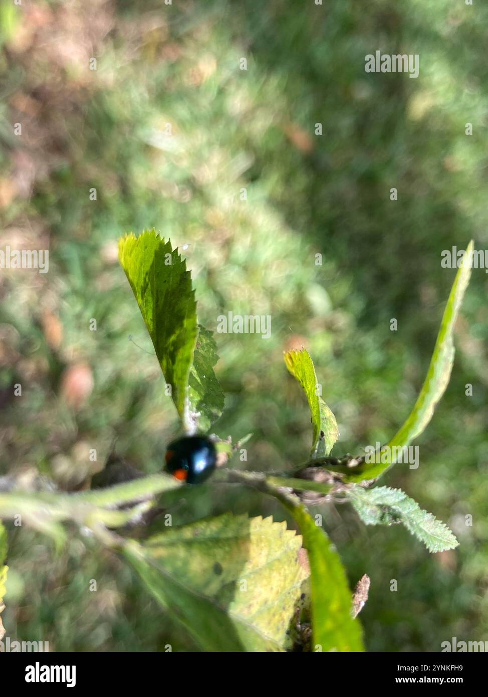 Metallic Blue Lady Beetle (Curinus coeruleus Stock Photo - Alamy