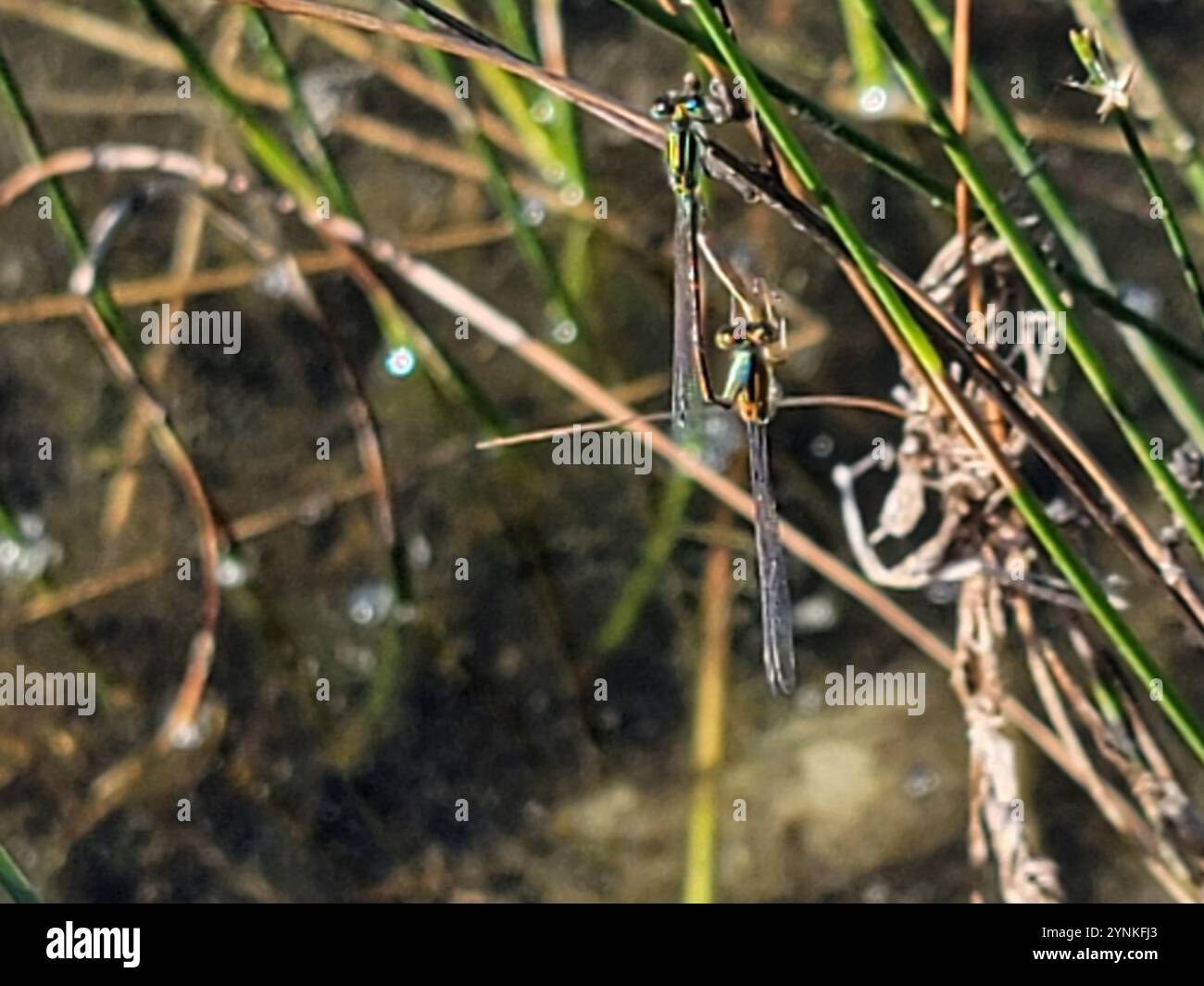 Ramburii ramburii hi-res stock photography and images - Alamy