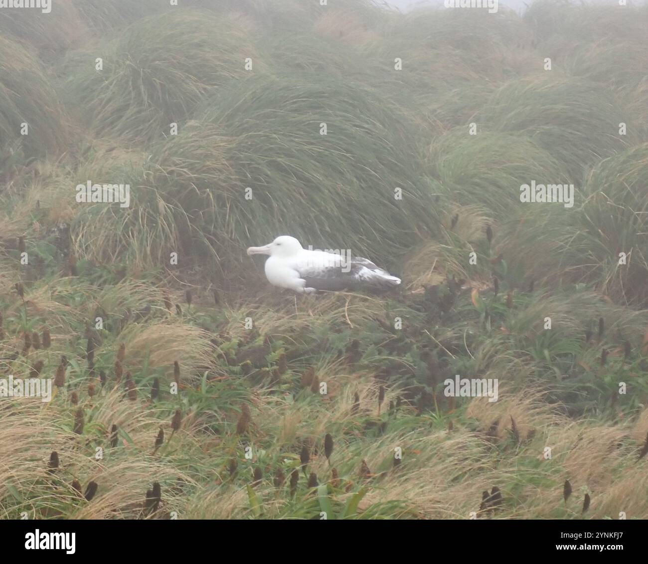 Southern Royal Albatross (Diomedea epomophora Stock Photo - Alamy