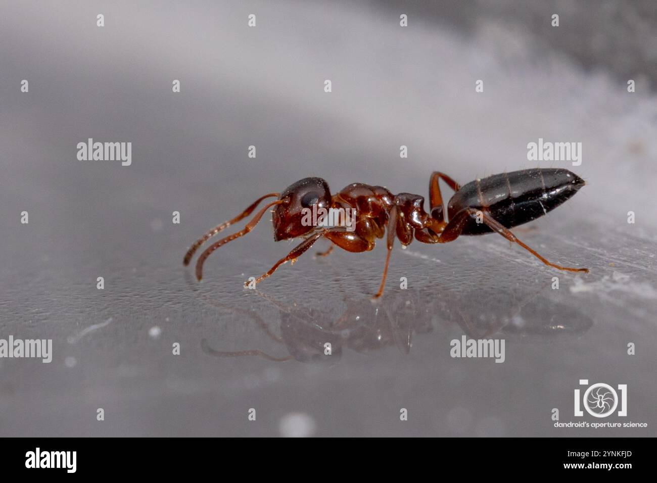 Gate-keeper Ants (Colobopsis Stock Photo - Alamy