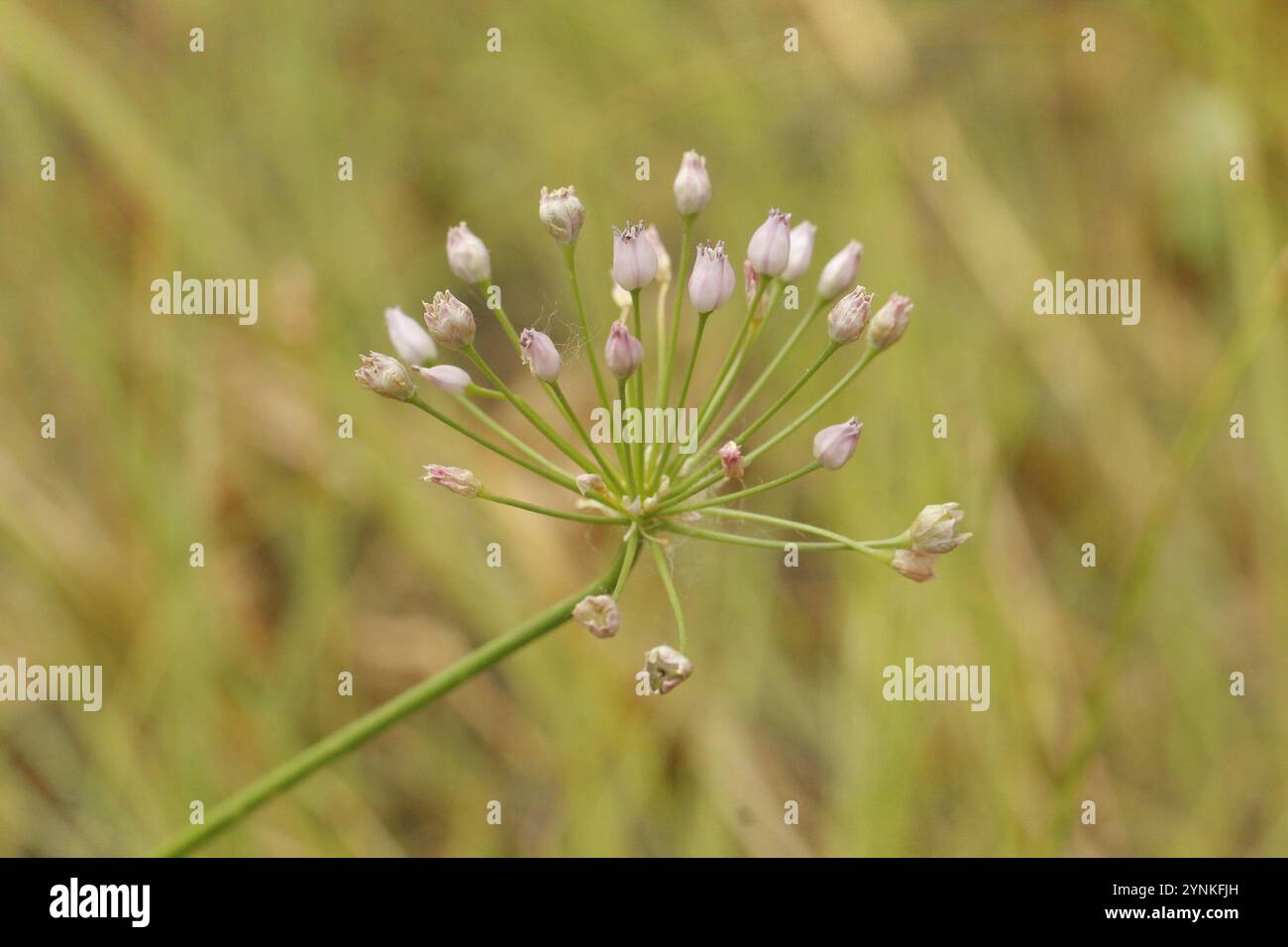 Mouse Garlic (Allium angulosum Stock Photo - Alamy