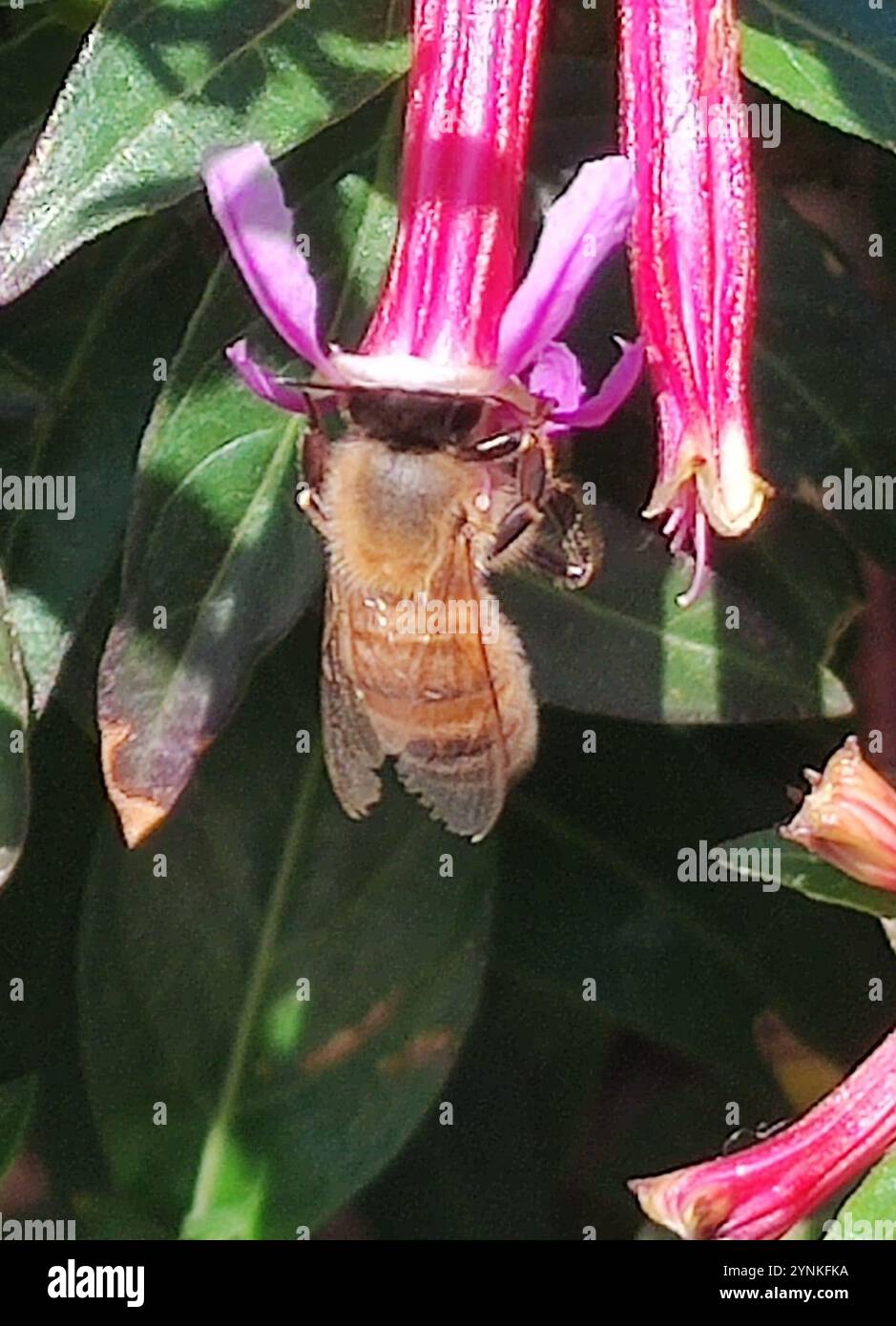 Western Honey Bee (Apis mellifera Stock Photo - Alamy