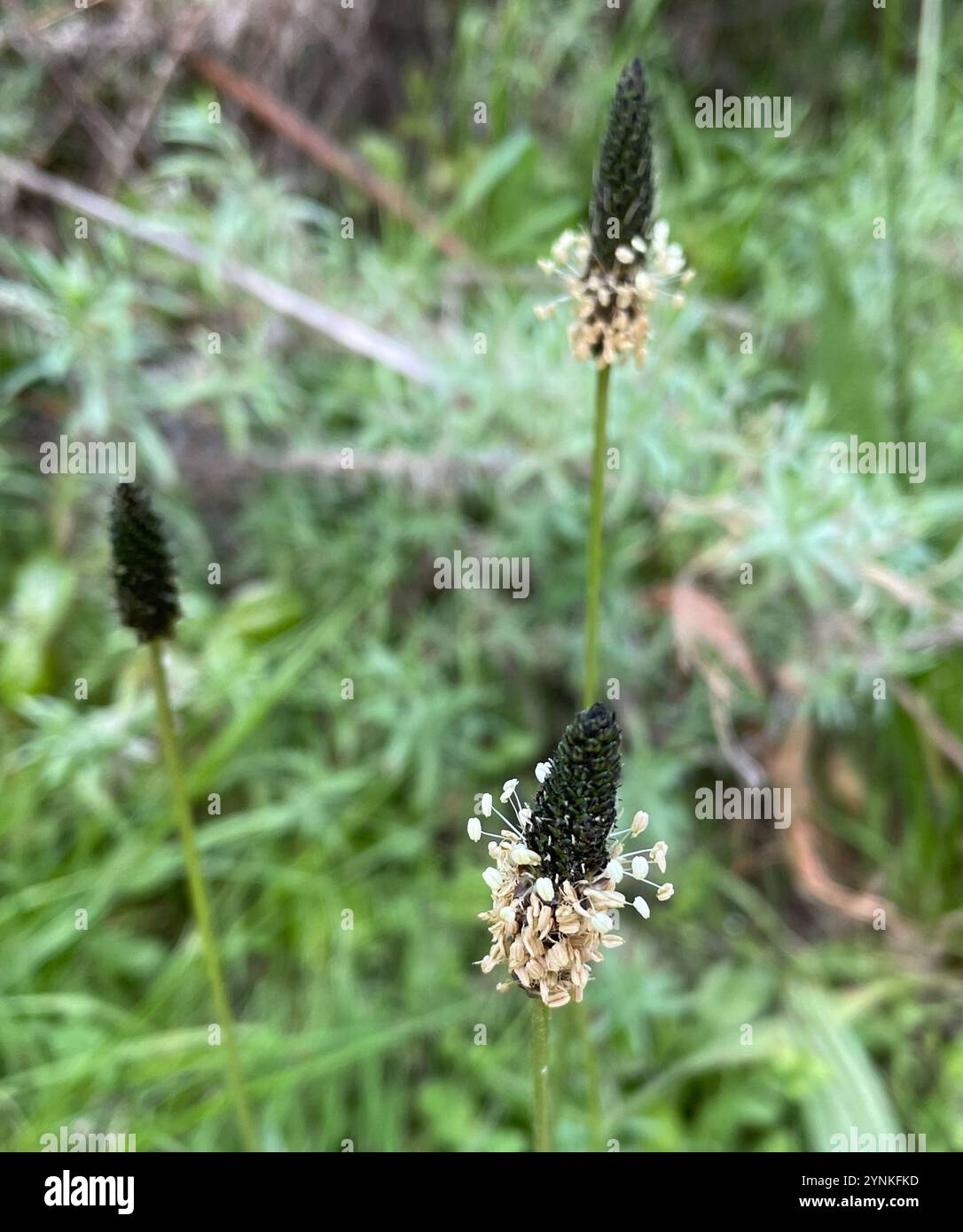 ribwort plantain (Plantago lanceolata Stock Photo - Alamy