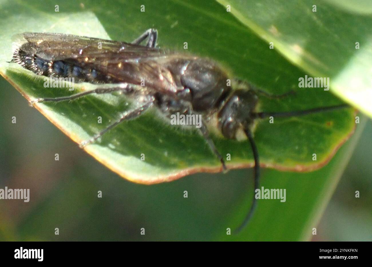 Thynnid Flower Wasps (Thynnidae Stock Photo - Alamy