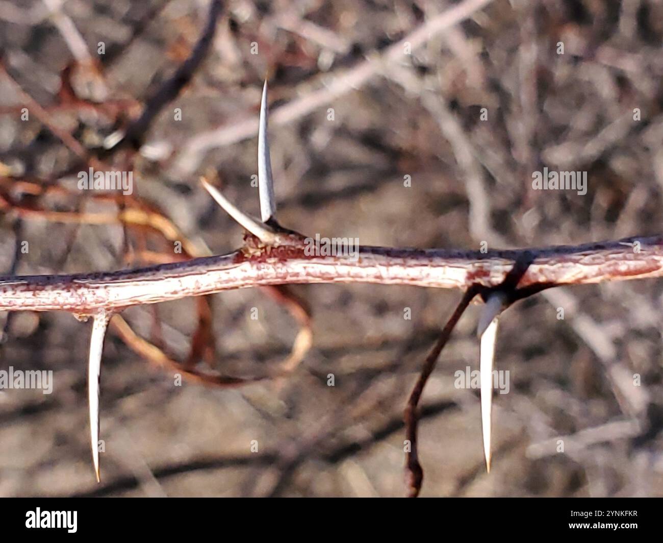 whitethorn acacia (Vachellia constricta Stock Photo - Alamy
