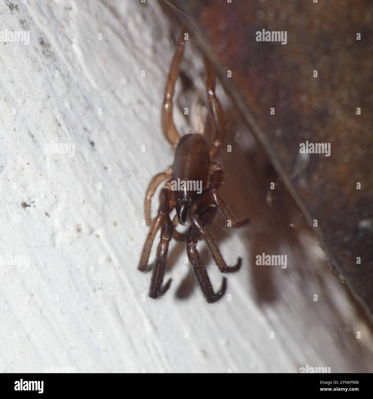 Tube-web Spiders (Ariadna Stock Photo - Alamy