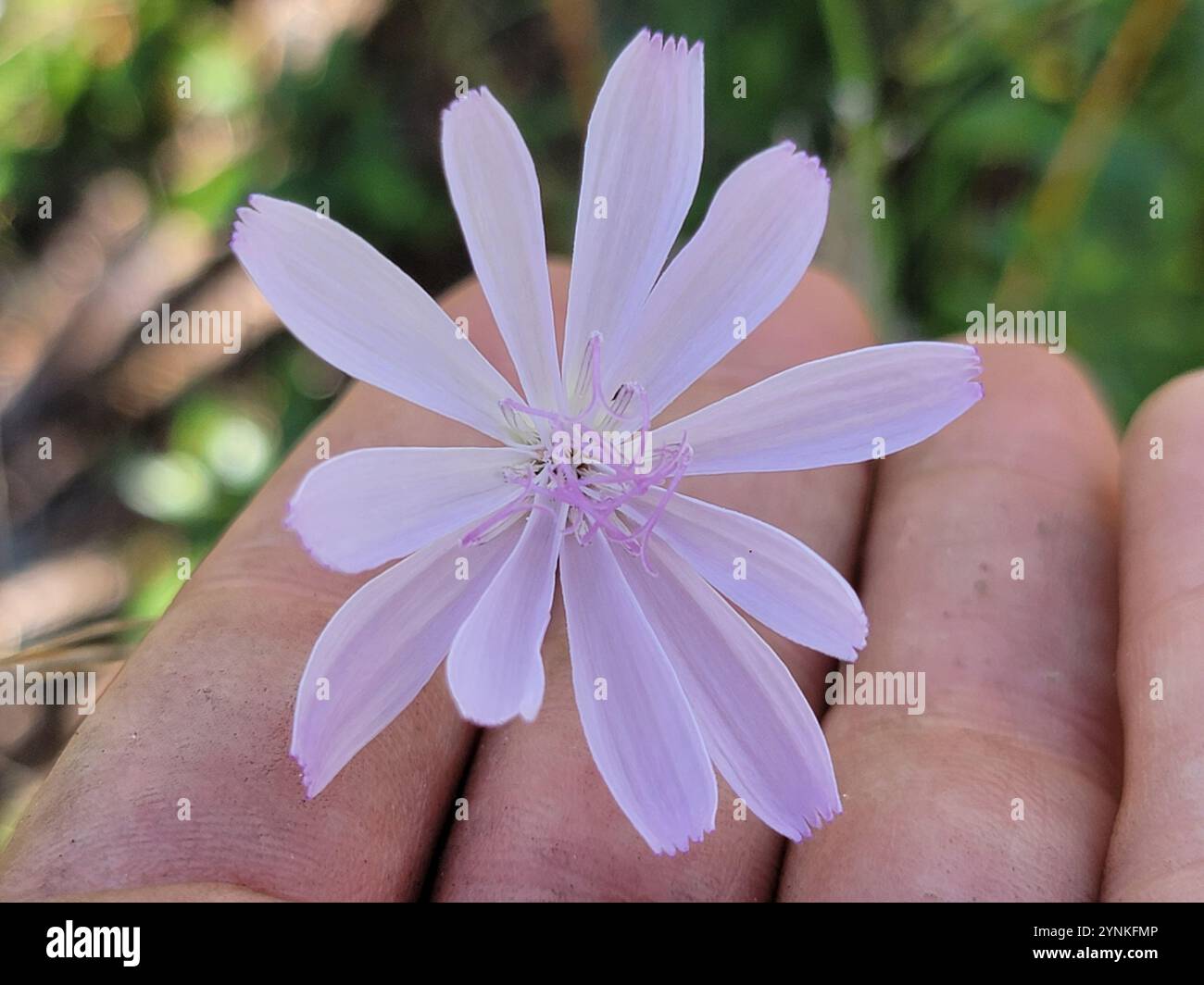 rose rush (Lygodesmia aphylla Stock Photo - Alamy