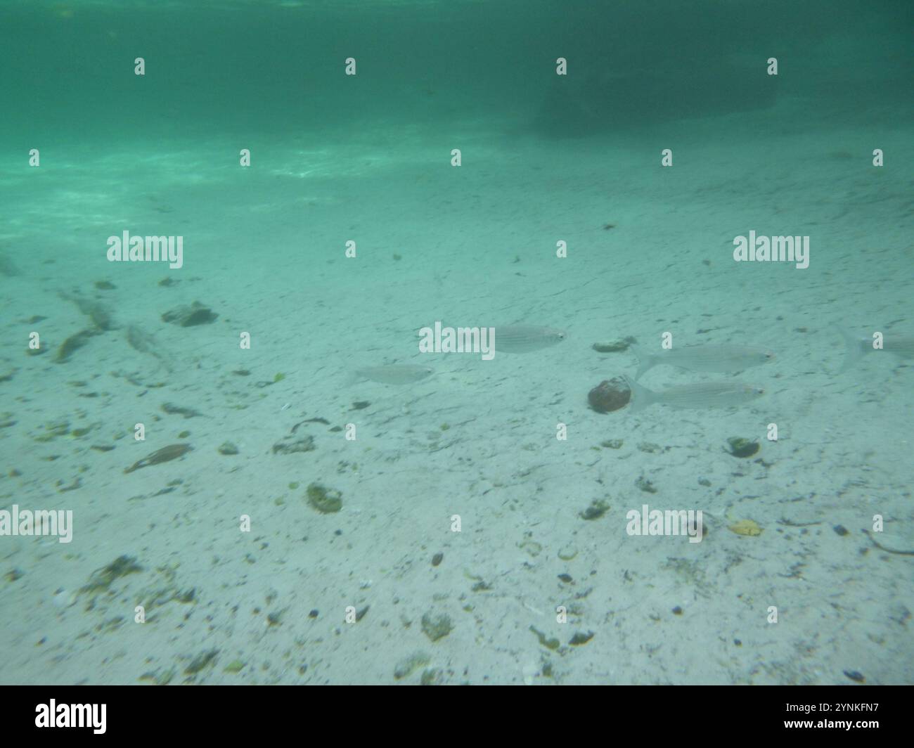 White Mullet (Mugil curema Stock Photo - Alamy