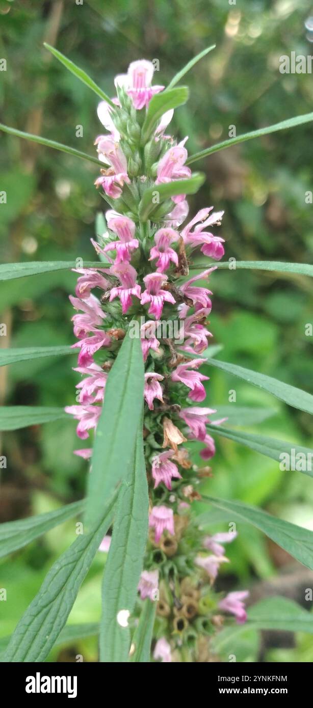 Chinese motherwort (Leonurus japonicus Stock Photo - Alamy