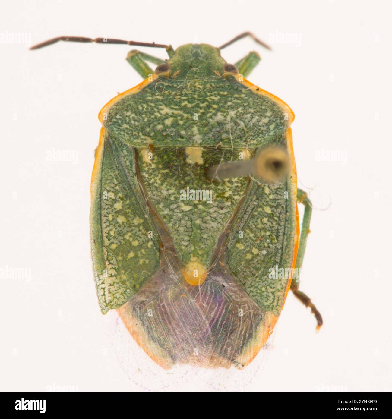 Say's Stink Bug (Chlorochroa sayi Stock Photo - Alamy