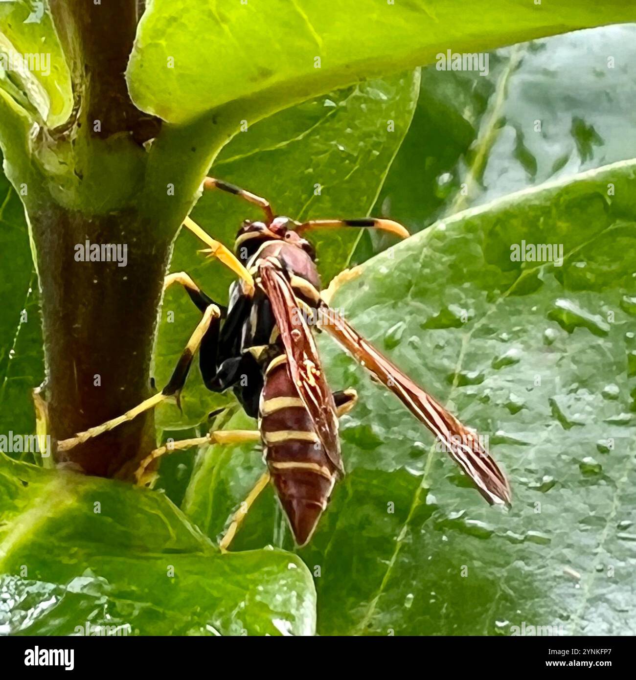 Caribbean Paper Wasp (Polistes crinitus Stock Photo - Alamy