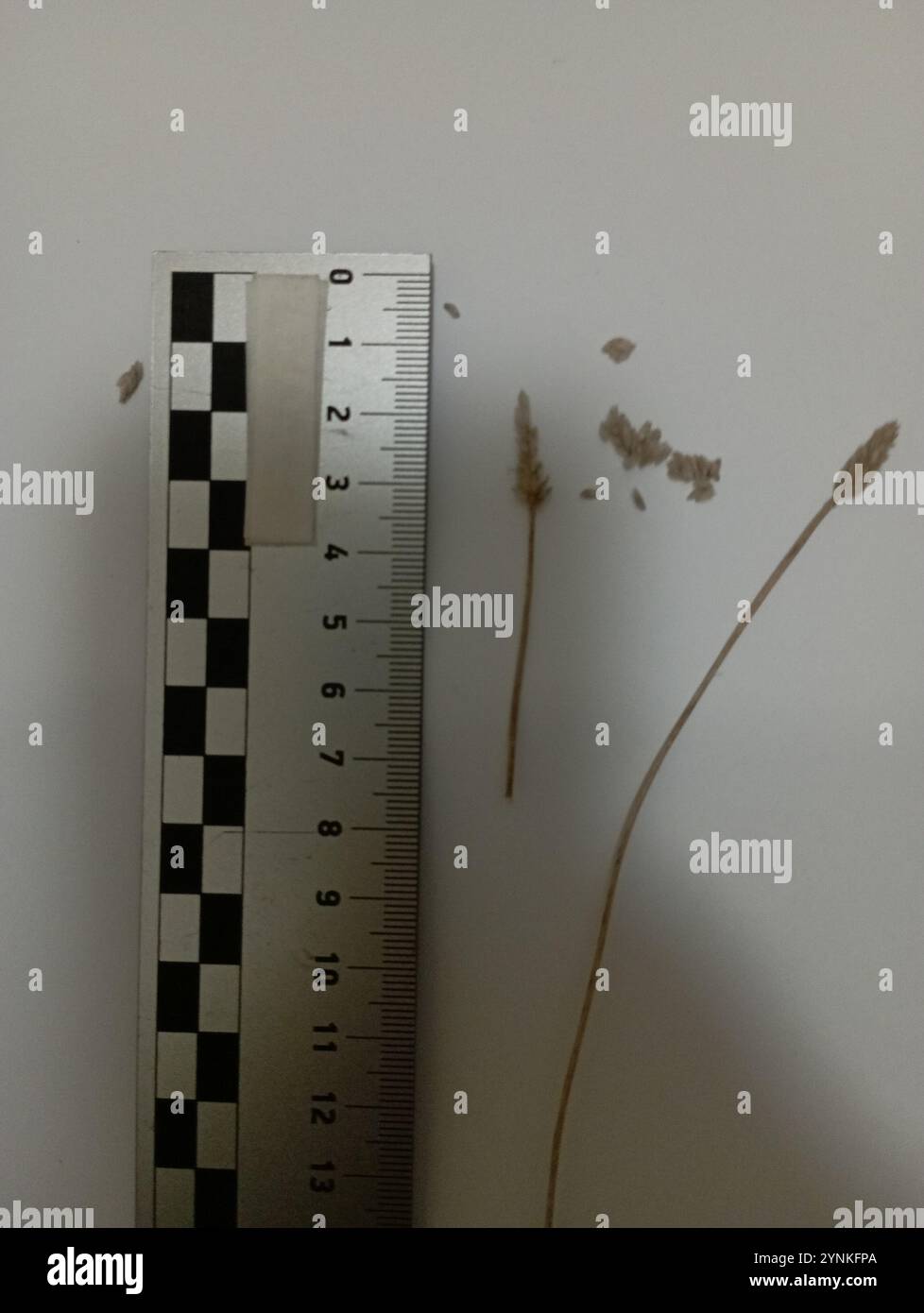 Alpine Foxtail (Alopecurus magellanicus Stock Photo - Alamy