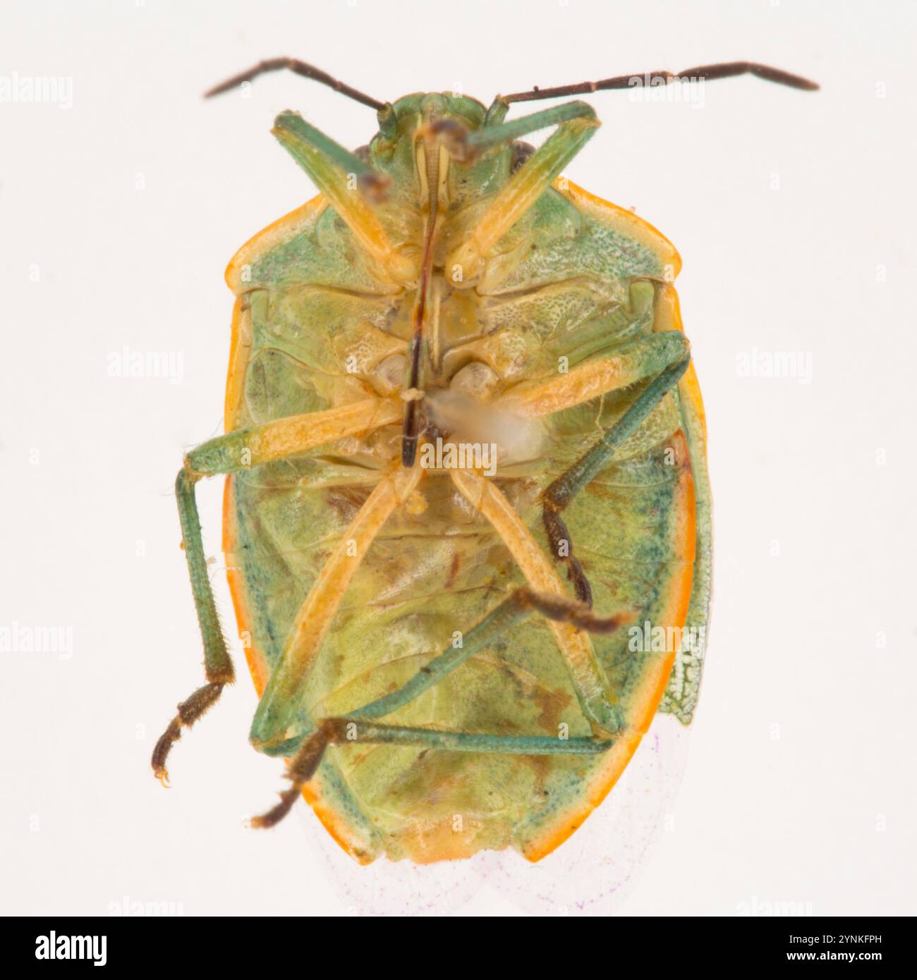 Say's Stink Bug (Chlorochroa sayi Stock Photo - Alamy