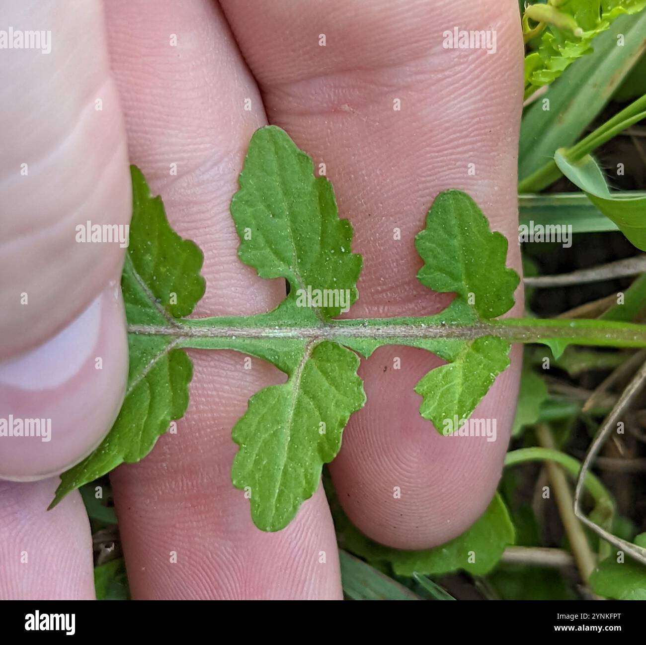Bog Yellowcress (Rorippa palustris Stock Photo - Alamy