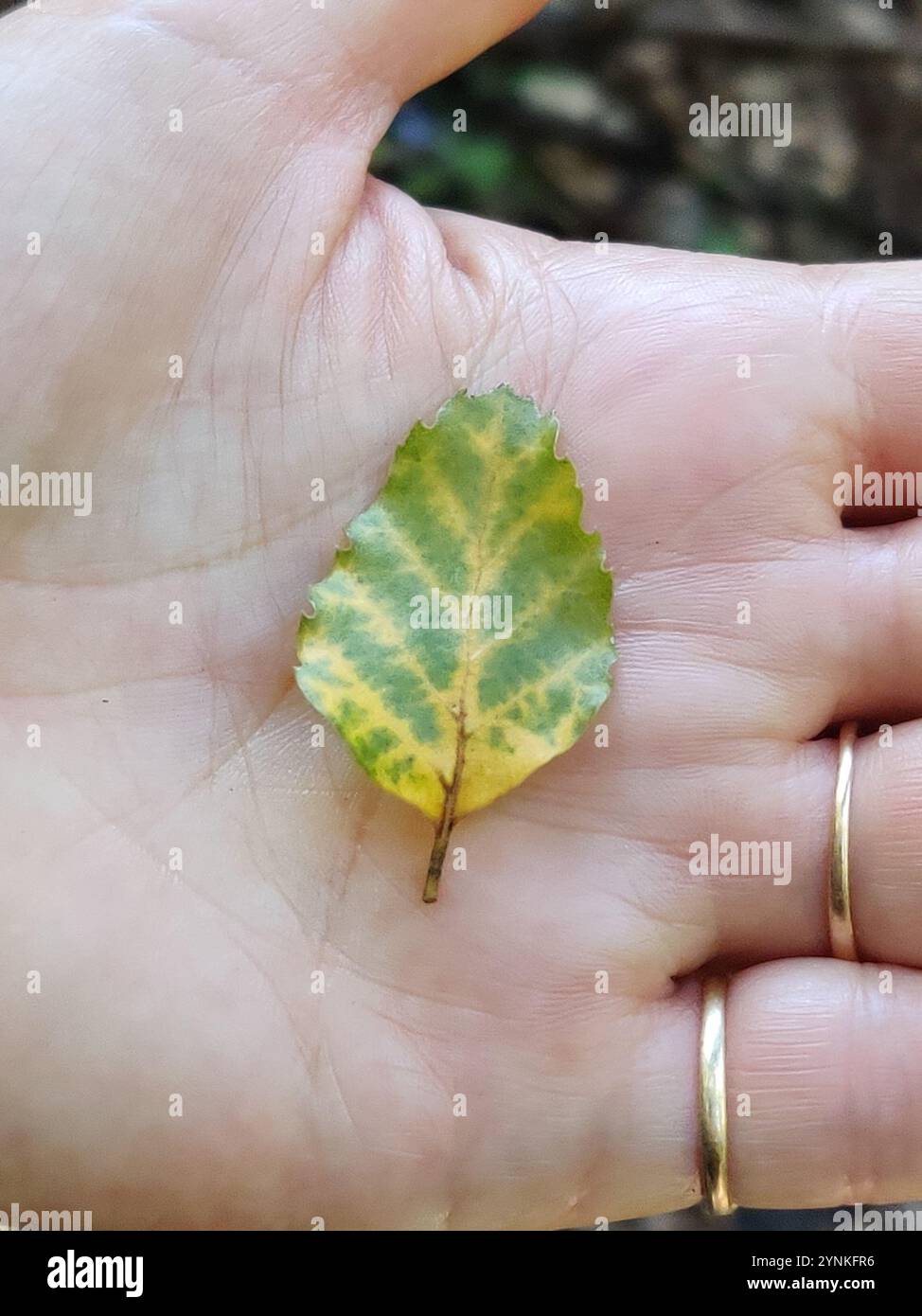 Nothofagus fusca hi-res stock photography and images - Alamy