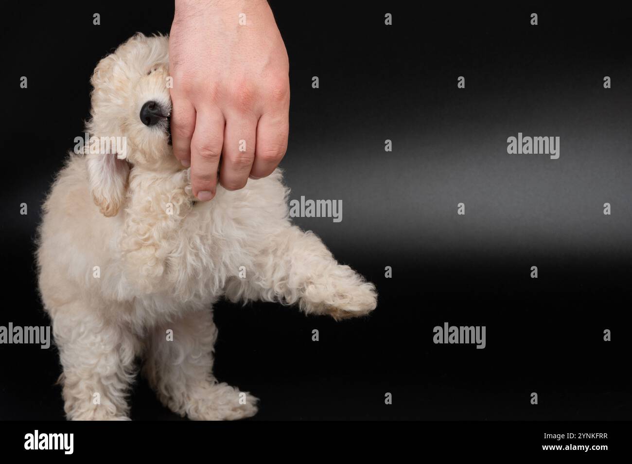 Cute poodle dog biting human hand isolated on black studio background ...