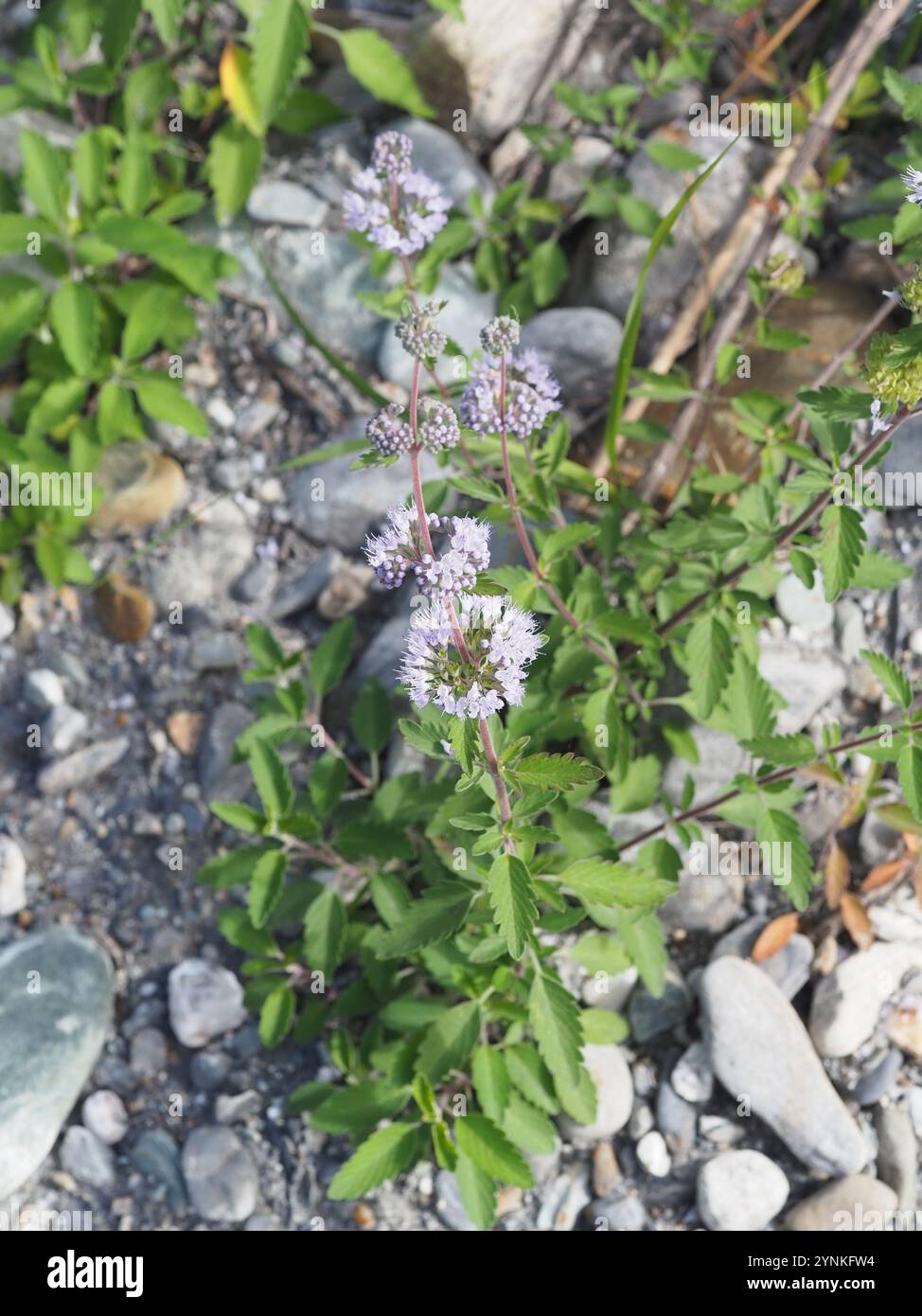 Common Bluebeard (Caryopteris incana Stock Photo - Alamy