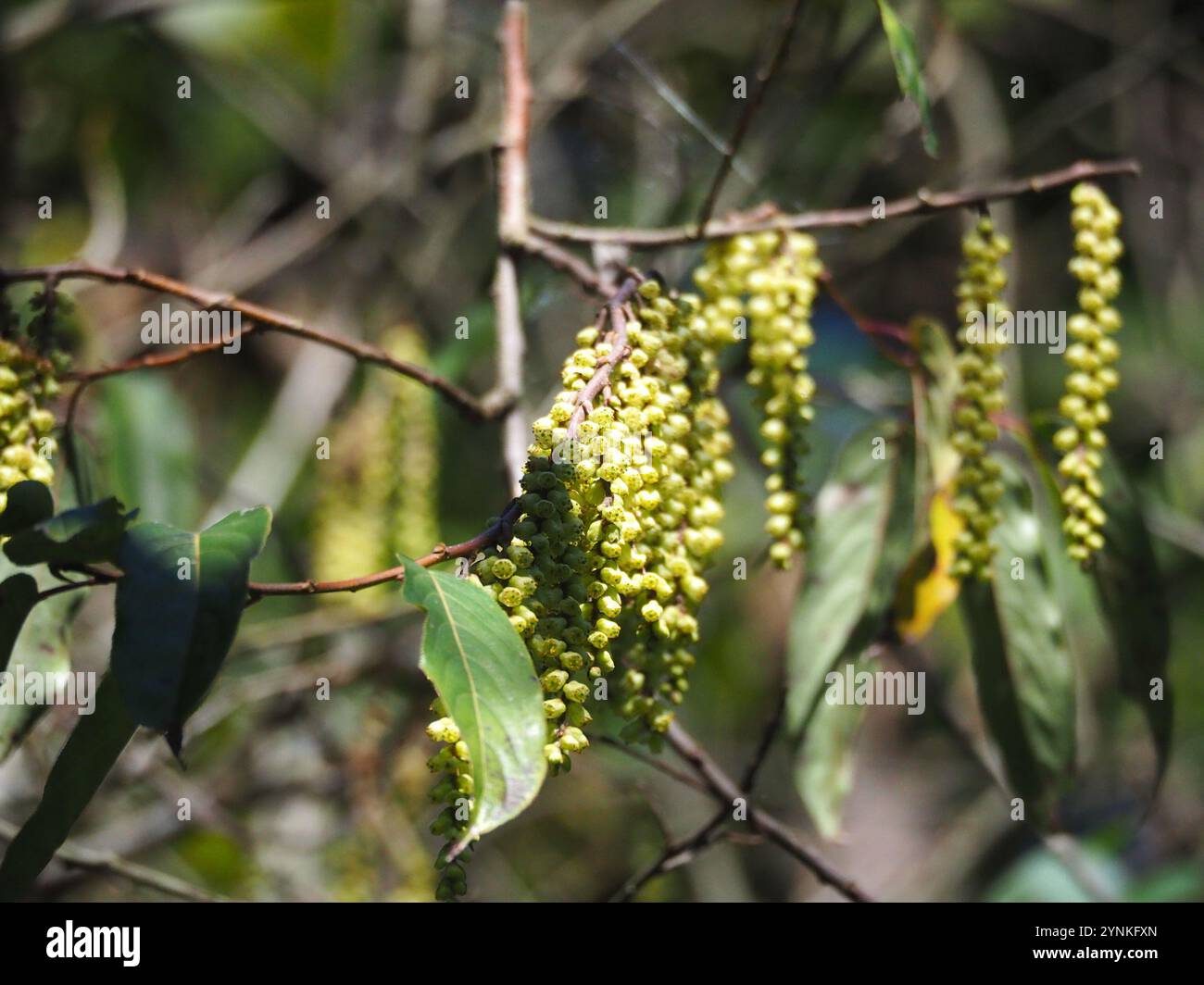 Stachyurus himalaicus hi-res stock photography and images - Alamy
