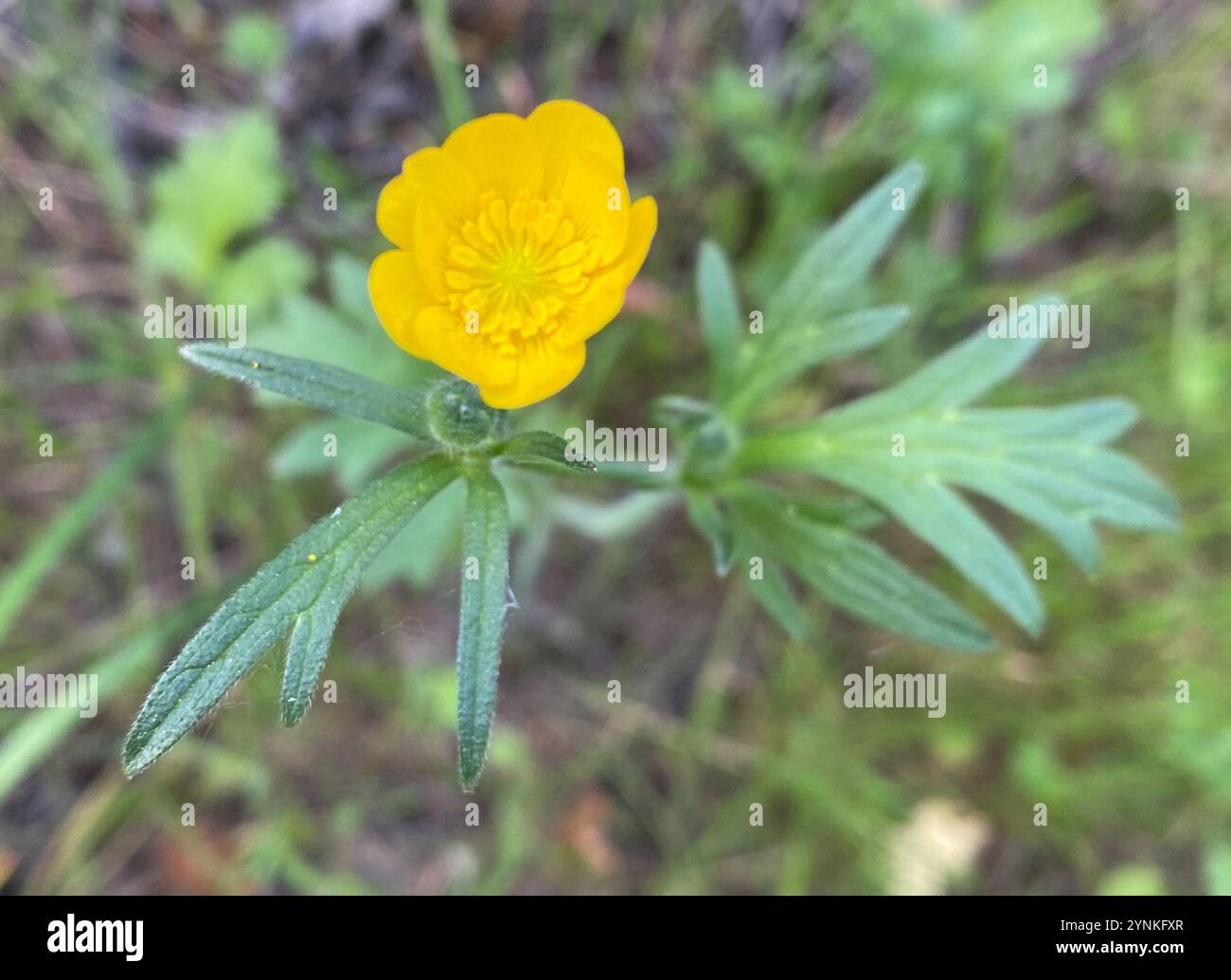 California buttercup (Ranunculus californicus Stock Photo - Alamy