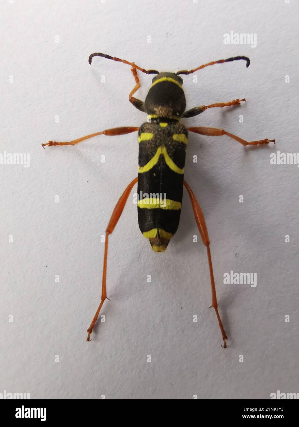 Wasp Beetle (Clytus arietis Stock Photo - Alamy