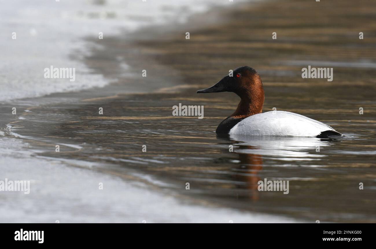 Canvasback (Aythya valisineria Stock Photo - Alamy