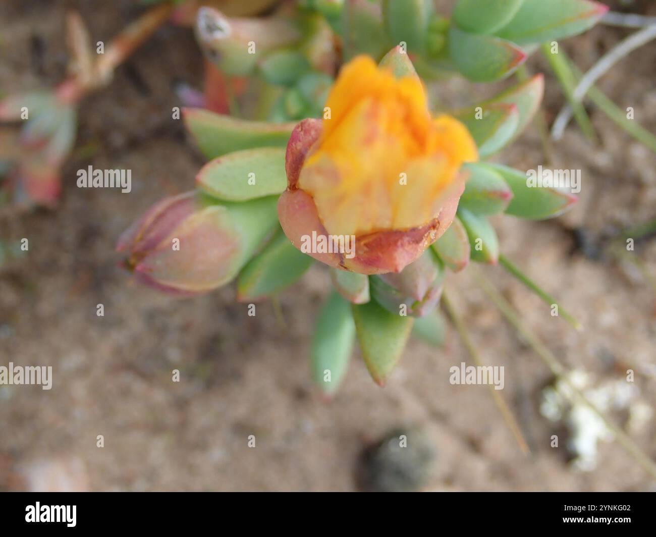 Hairless Brightfig (Lampranthus glaucus Stock Photo - Alamy