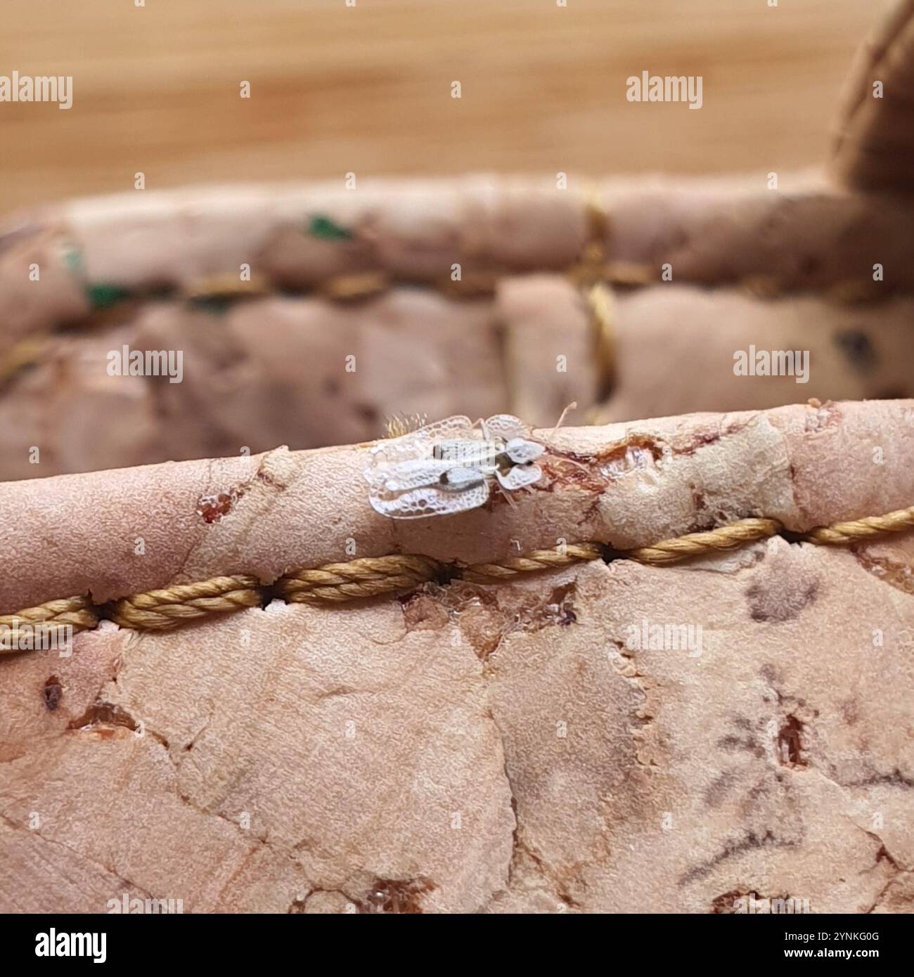 Eastern Sycamore Lace Bug (Corythucha ciliata Stock Photo - Alamy