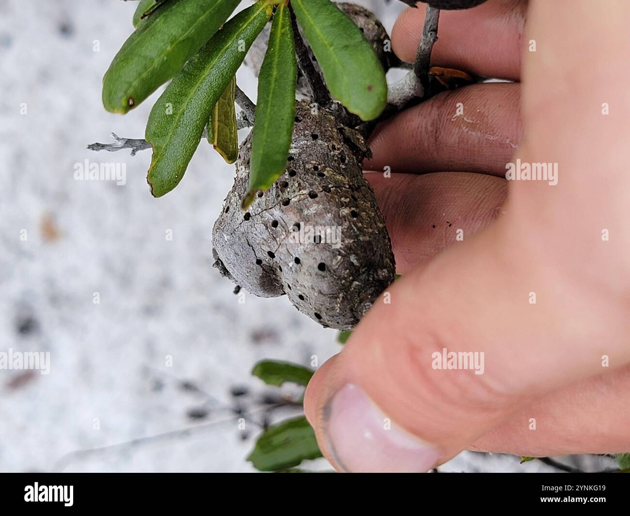 Southern Live Oak Stem Gall Wasp (Callirhytis quercusbatatoides Stock ...