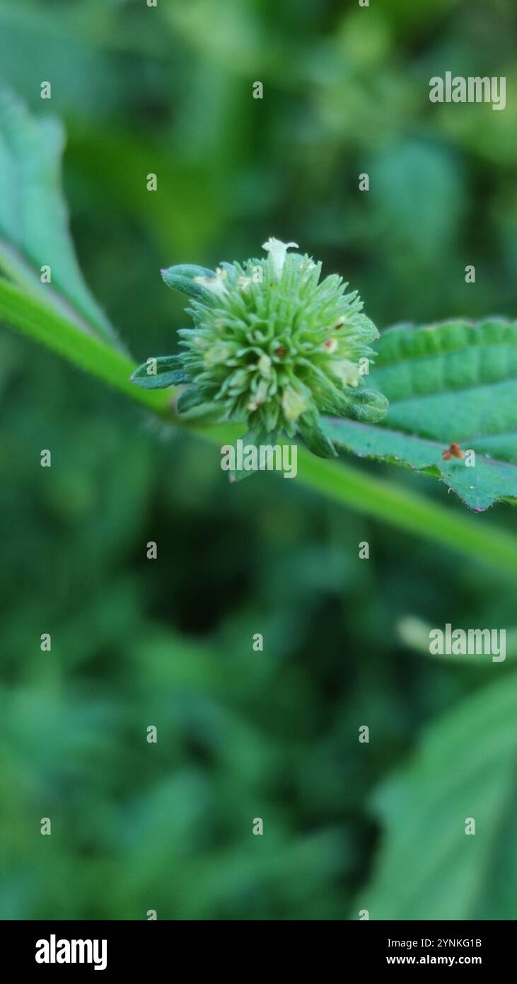 Hyptis capitata hi-res stock photography and images - Alamy