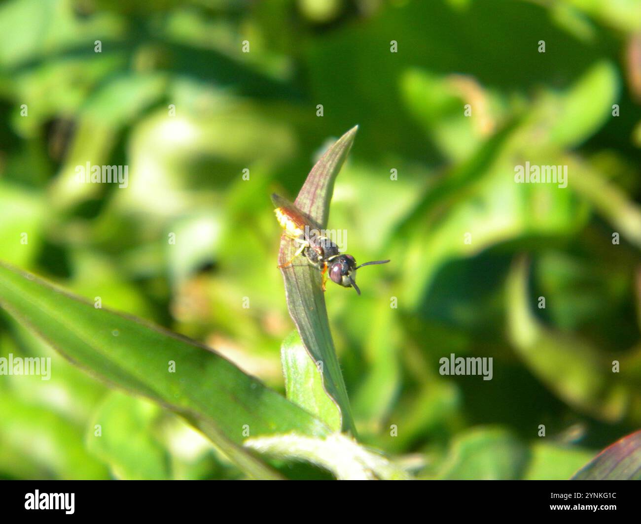 European beewolf (Philanthus triangulum Stock Photo - Alamy
