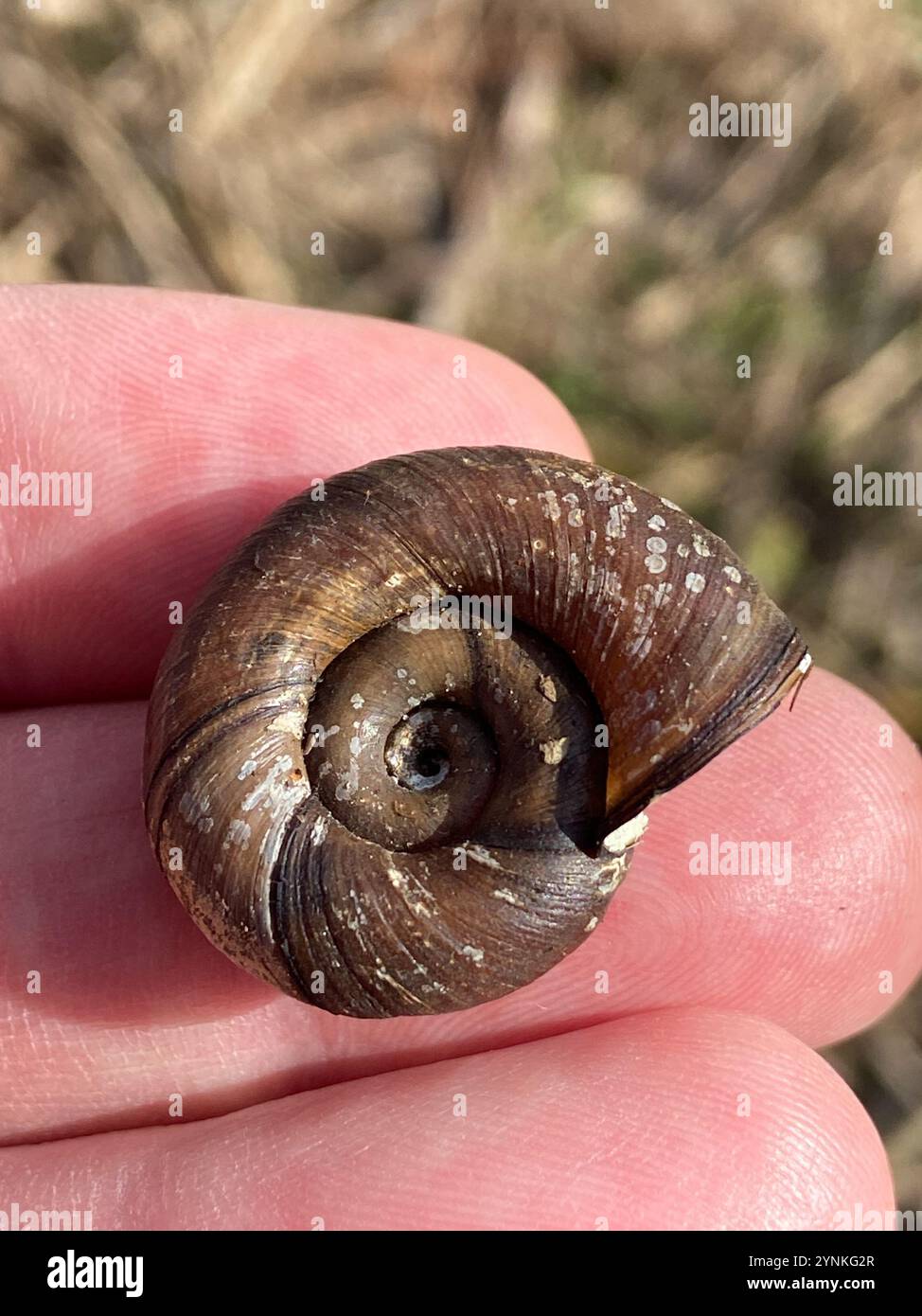Great Ram's-horn (Planorbarius corneus Stock Photo - Alamy