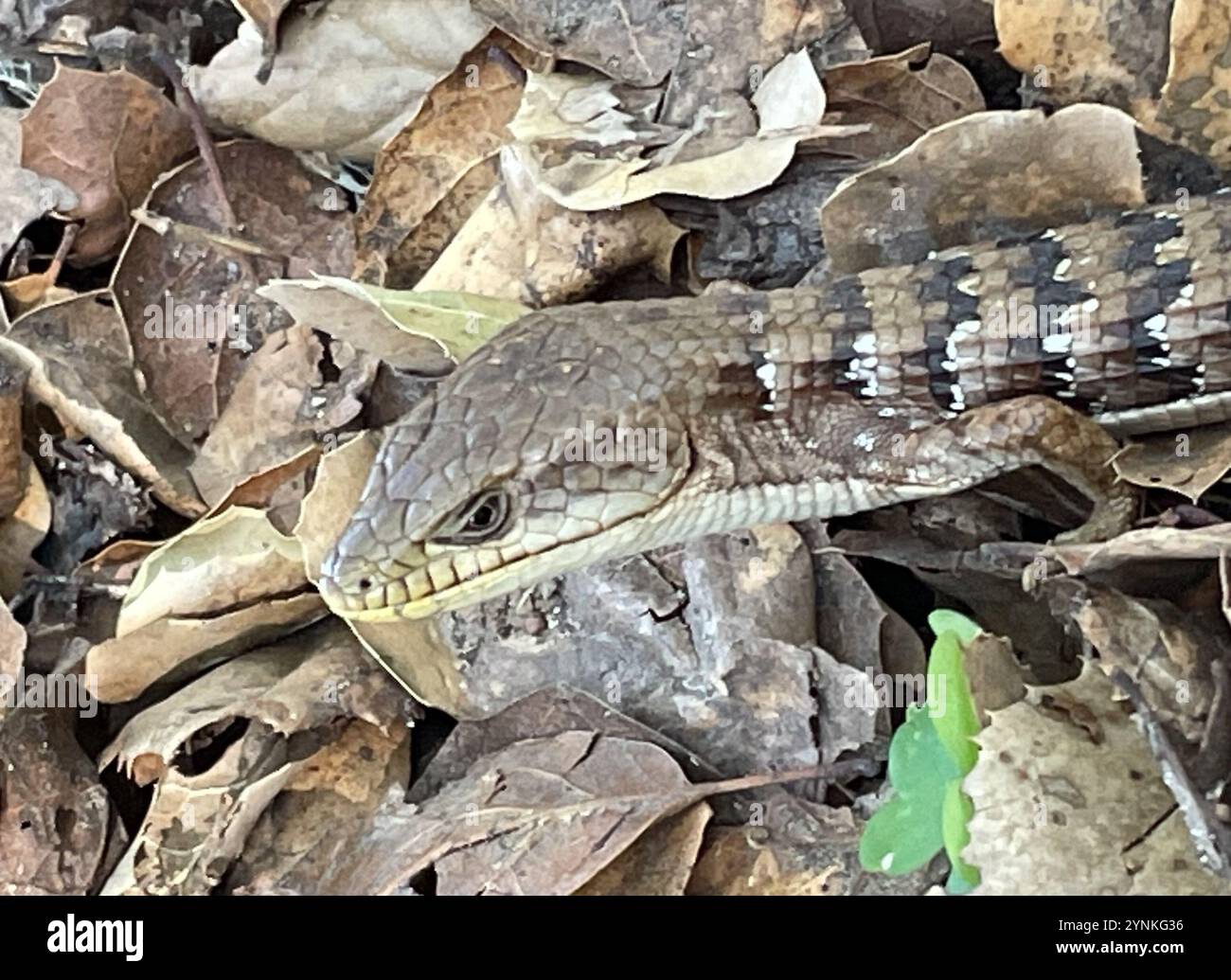 Southern Alligator Lizard (Elgaria multicarinata Stock Photo - Alamy
